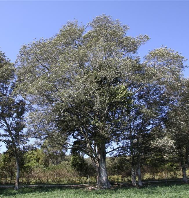 Australia s Largest Trees Big Tree Giant Trees Australia s Biggest Australia s Largest Trees Big Tree Giant Trees Australia s Biggest